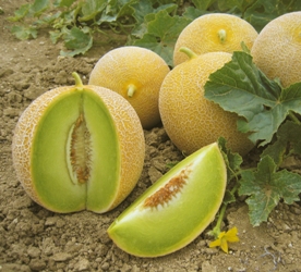 melon | Corona Seeds, Inc.