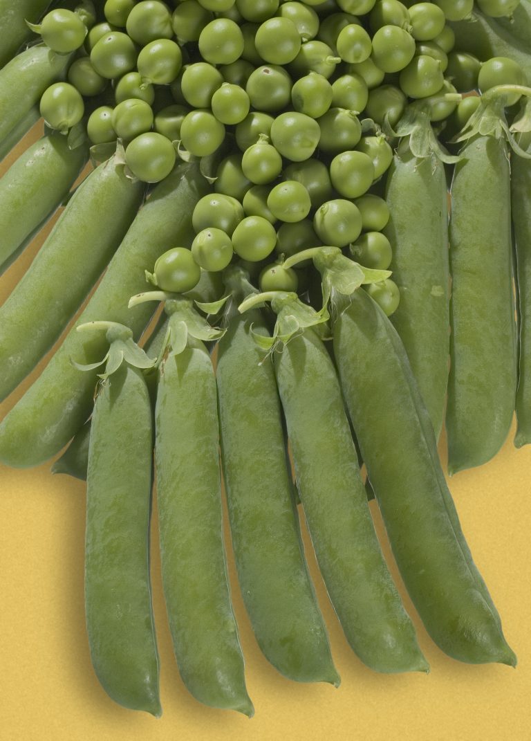 English, Shelling pea AMBASSADOR | Corona Seeds, Inc.
